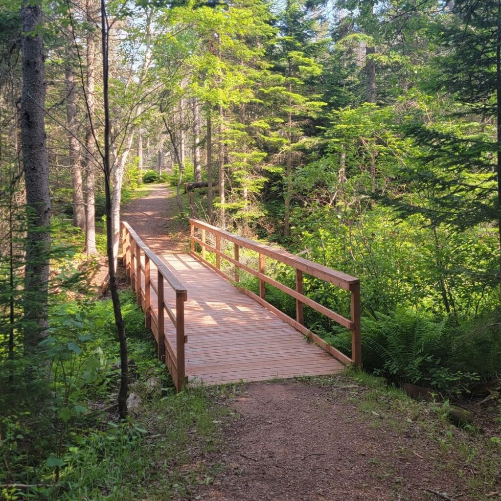 Top 5 dog-friendly summer activities on PEI! - Global Pet Foods PEI